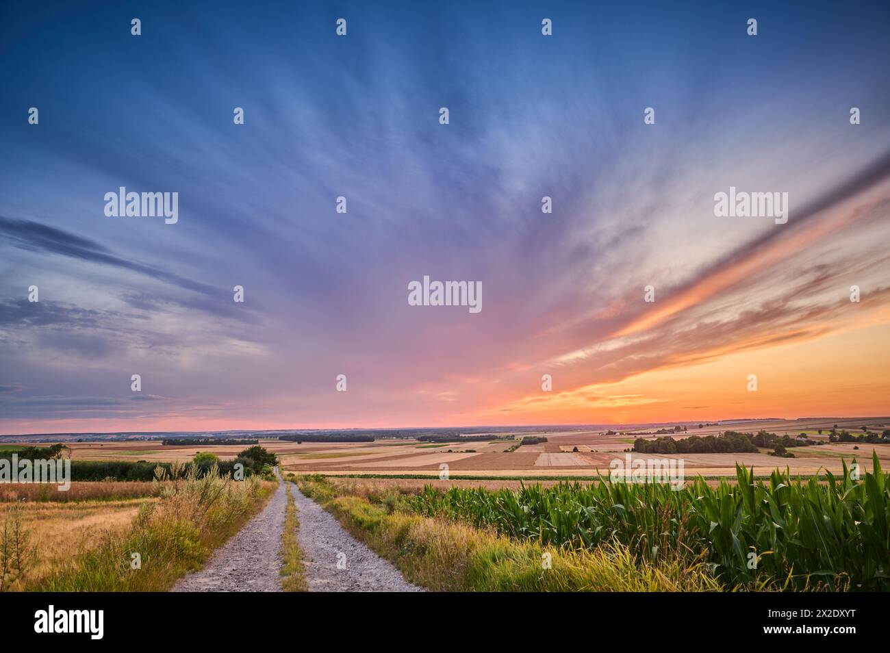 A dirt road on a hill between fields of ripening grain leading towards ...