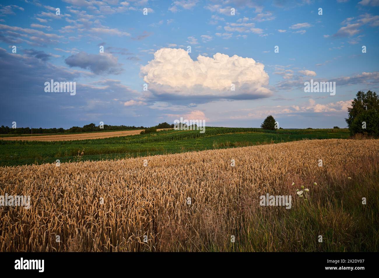 A field of wheat and corn over which a storm cell is forming Stock ...