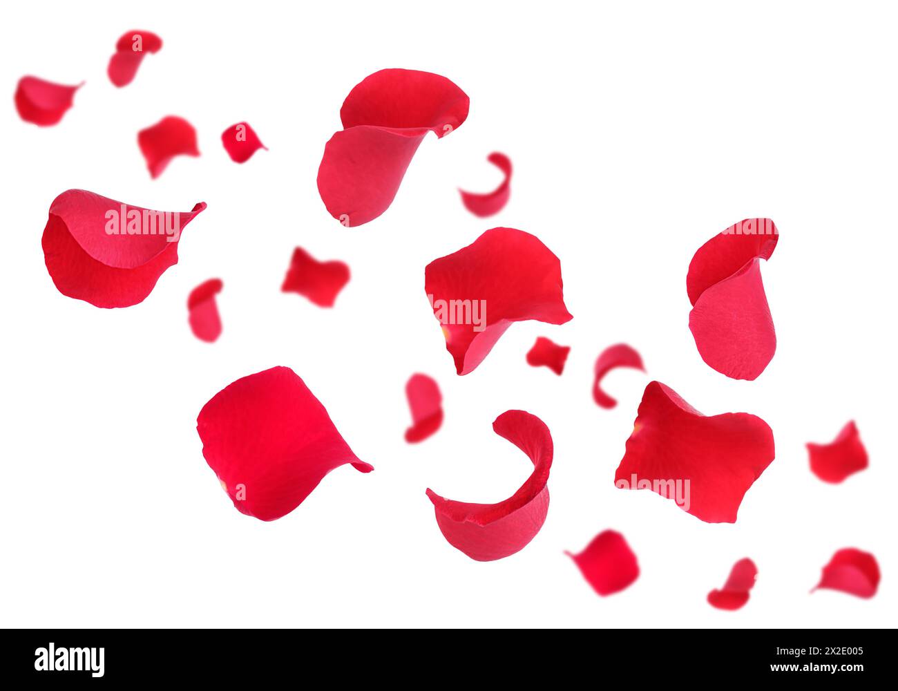 Beautiful rose petals flying on white background Stock Photo - Alamy