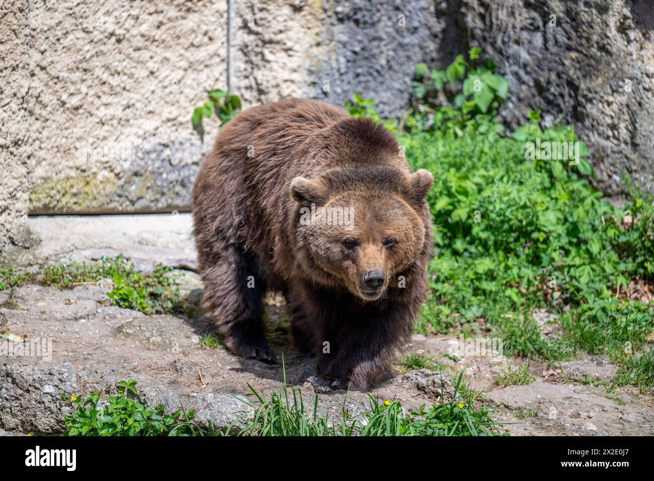 BROWN BEAR - URSUS ARCTOS at the Zoo Salzburg Zoo Salzburg Austria ...