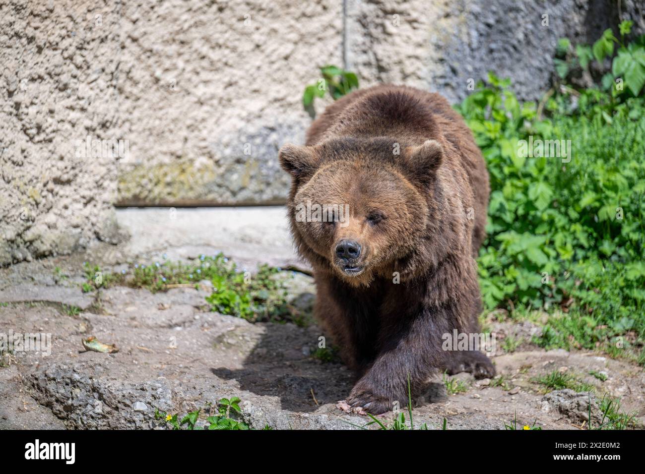 BROWN BEAR - URSUS ARCTOS at the Zoo Salzburg Zoo Salzburg Austria ...