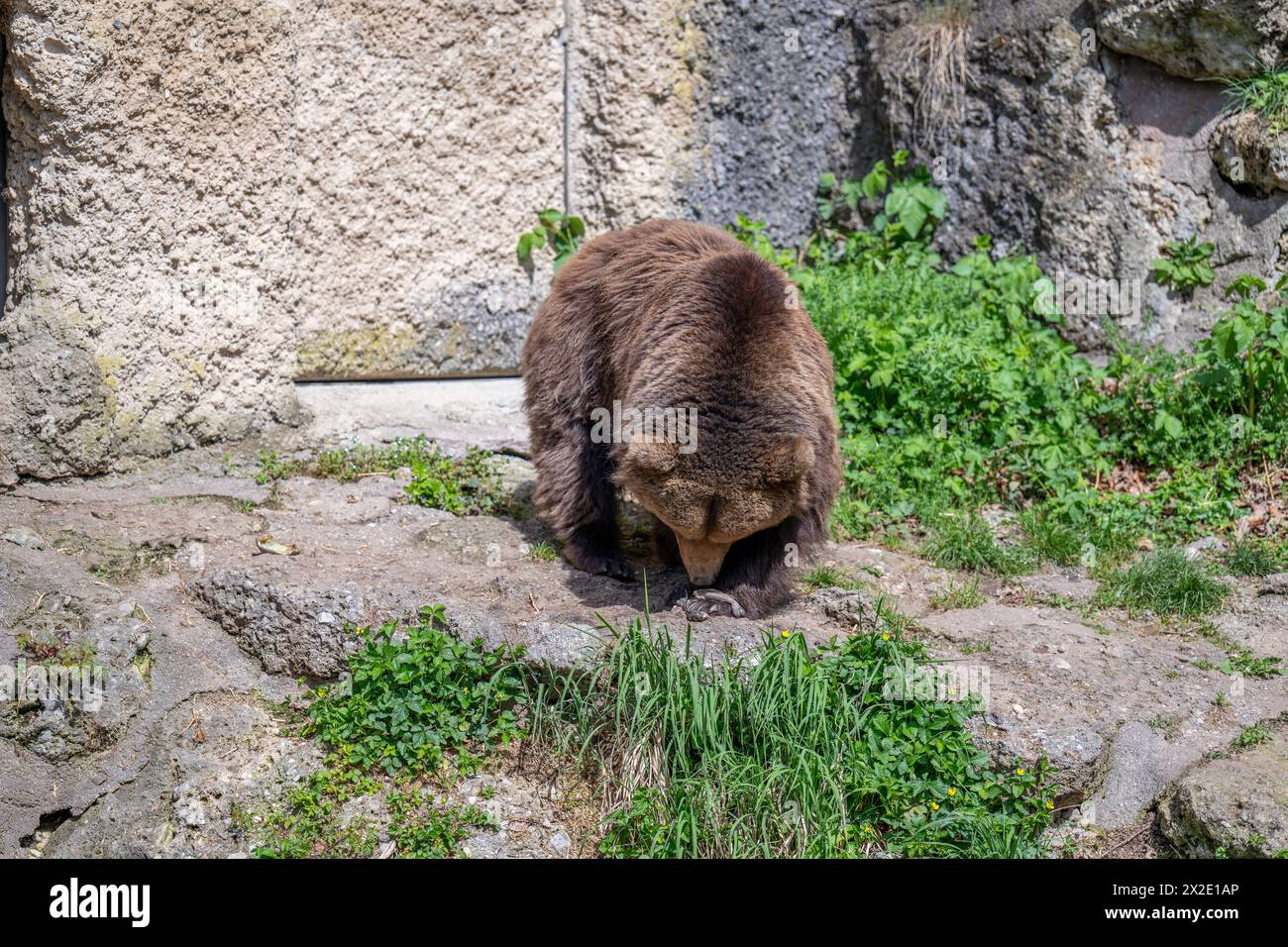 BROWN BEAR - URSUS ARCTOS at the Zoo Salzburg Zoo Salzburg Austria ...
