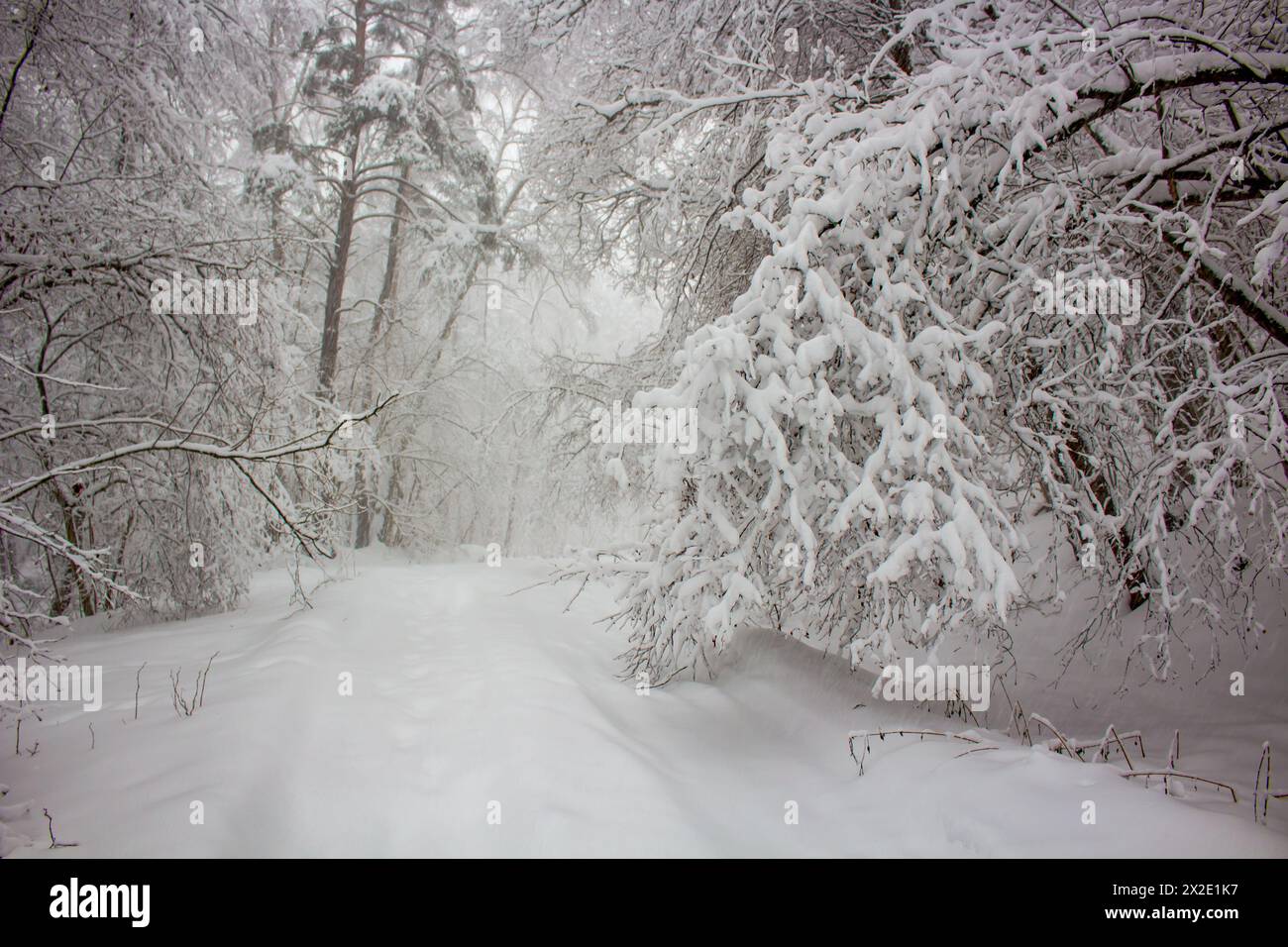 Snowfall crown hi-res stock photography and images - Alamy