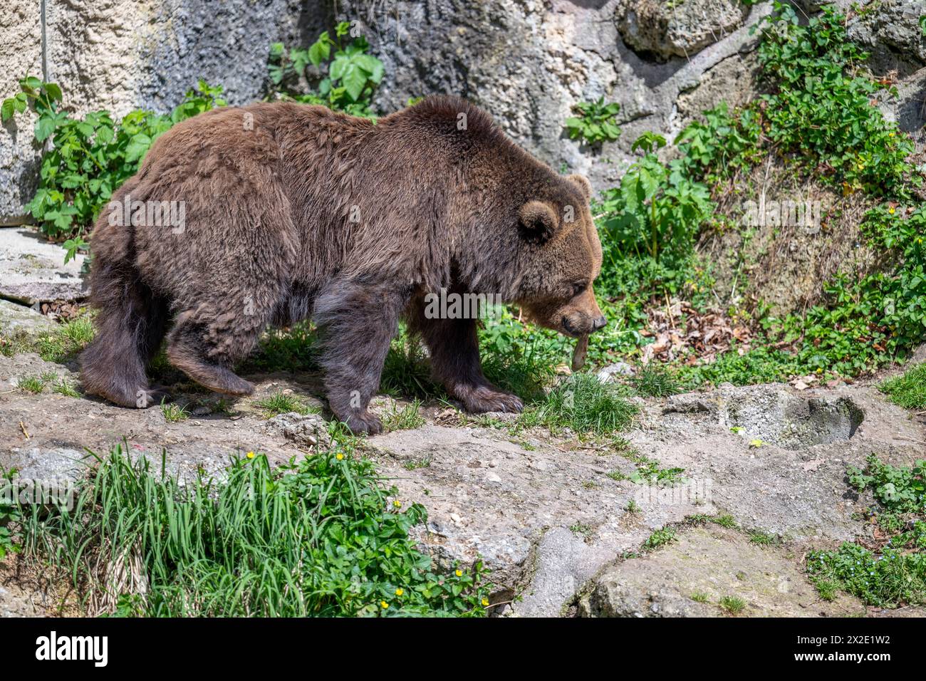 BROWN BEAR - URSUS ARCTOS at the Zoo Salzburg Zoo Salzburg Austria ...