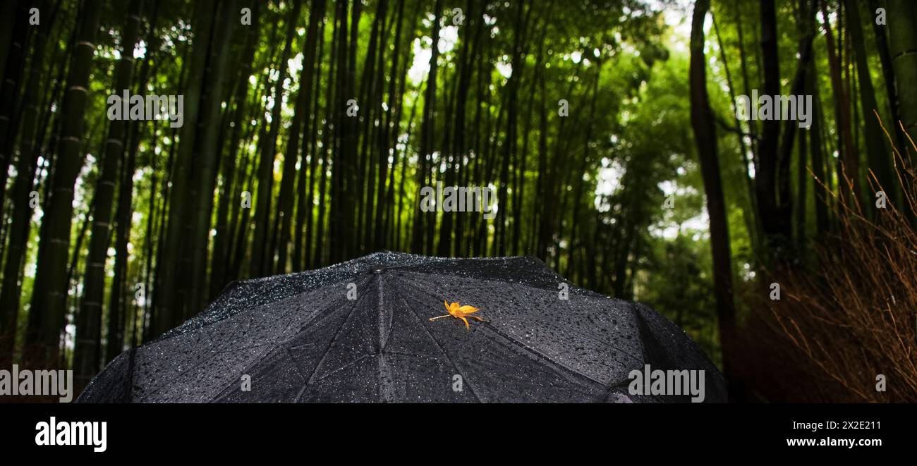 A wet day in the bamboo forest of Arashiyama, Kyoto, Japan. An umbrella ...