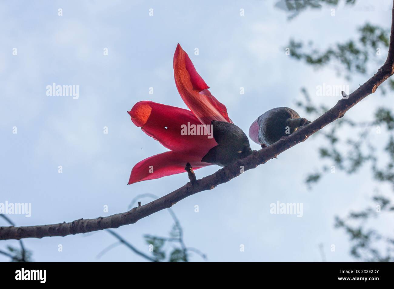 Silk Cotton also know as Bombax ceiba, Shimul Flower. Khulna ...