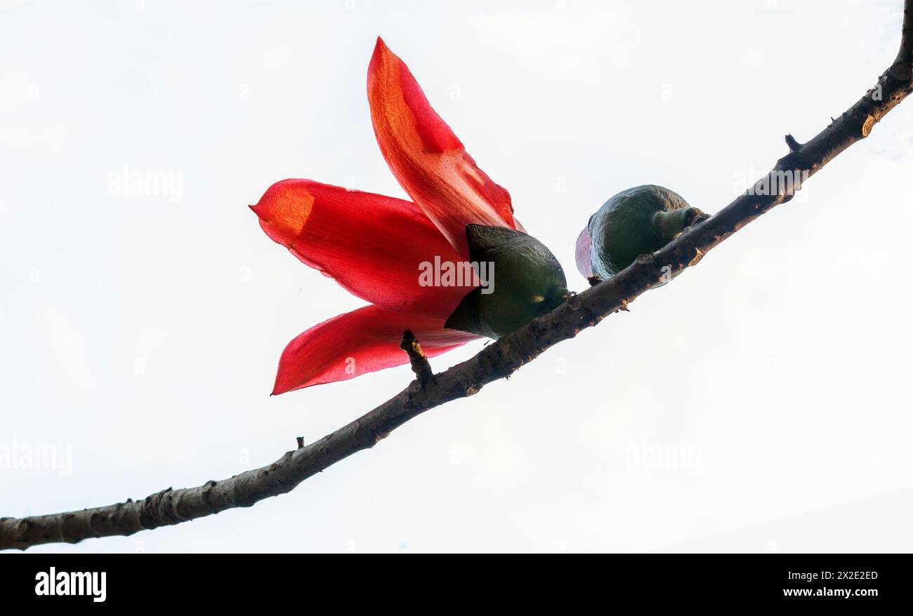 Silk Cotton also know as Bombax ceiba, Shimul Flower. Khulna ...