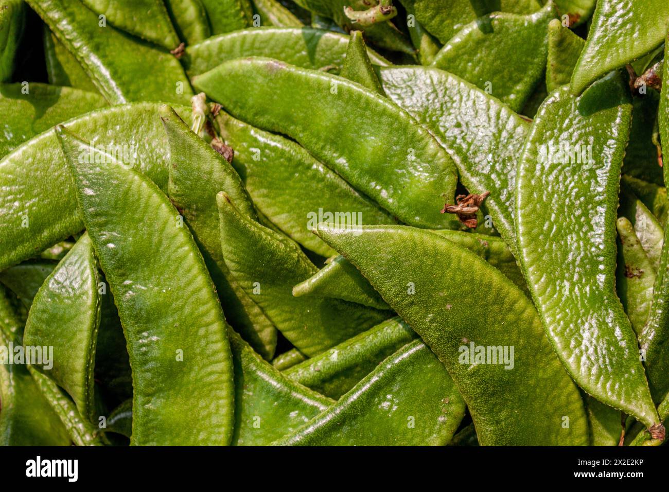 Winter in bangladesh village hi-res stock photography and images - Alamy