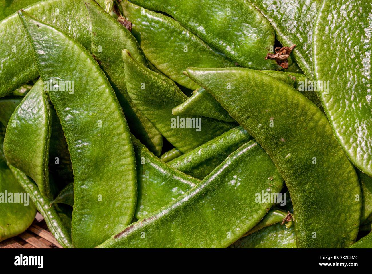 Pods of bean grown at a vegetable plot, in the village Stock Photo - Alamy