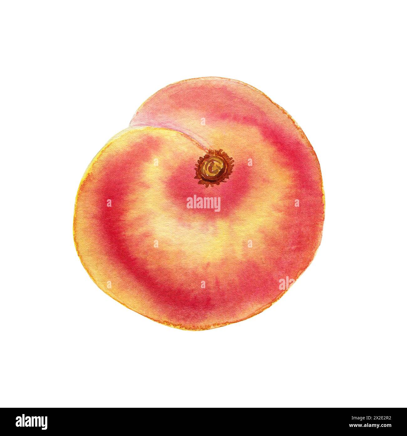Peach watercolor illustration. Hand drawn realistic image of a juicy ...