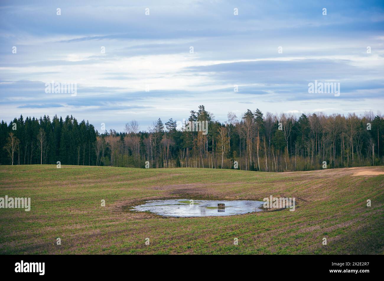 Spring landscape with forest trees and blue cloudy sky in Latvia Stock ...