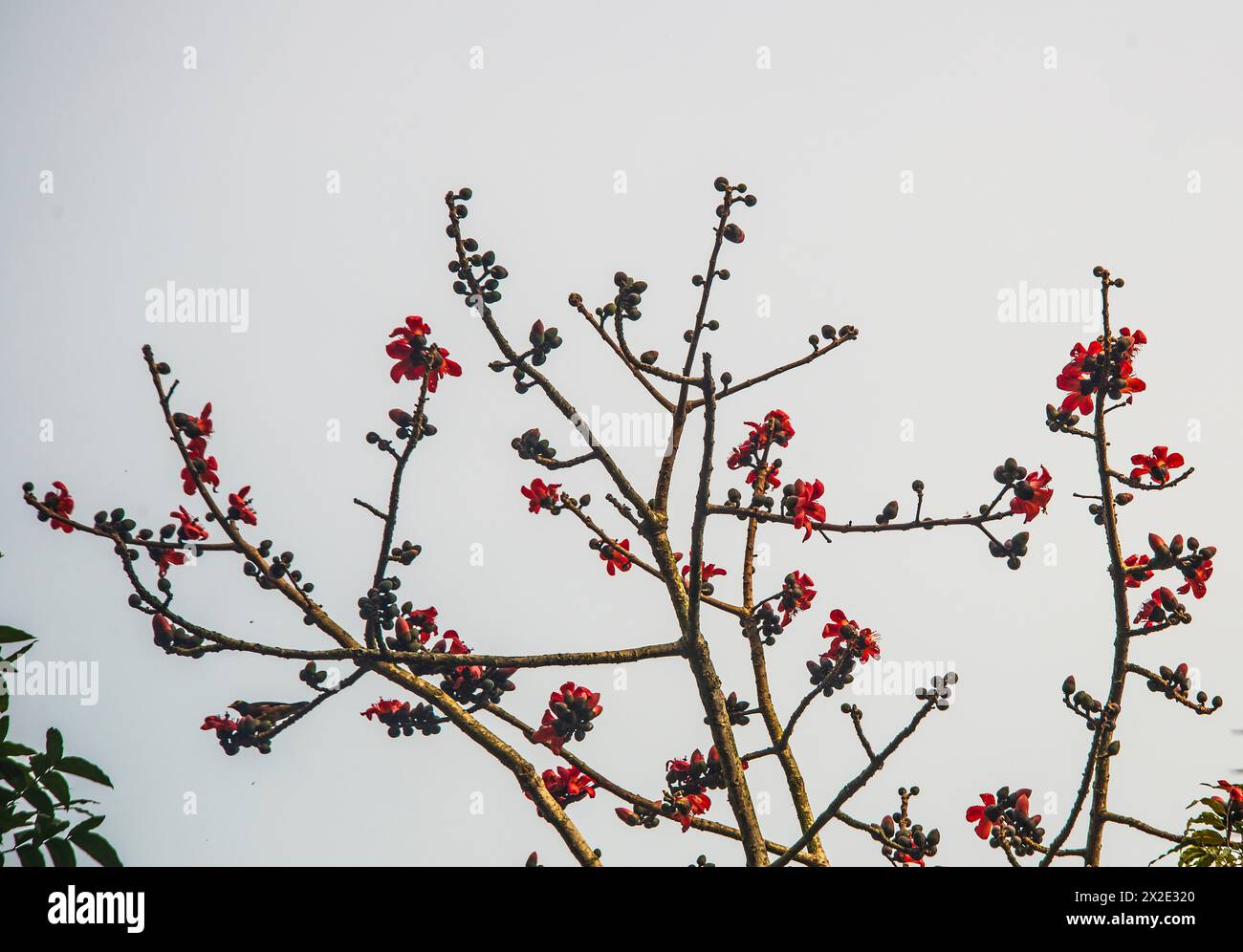 Silk Cotton also know as Bombax ceiba, Shimul Flower. Khulna ...