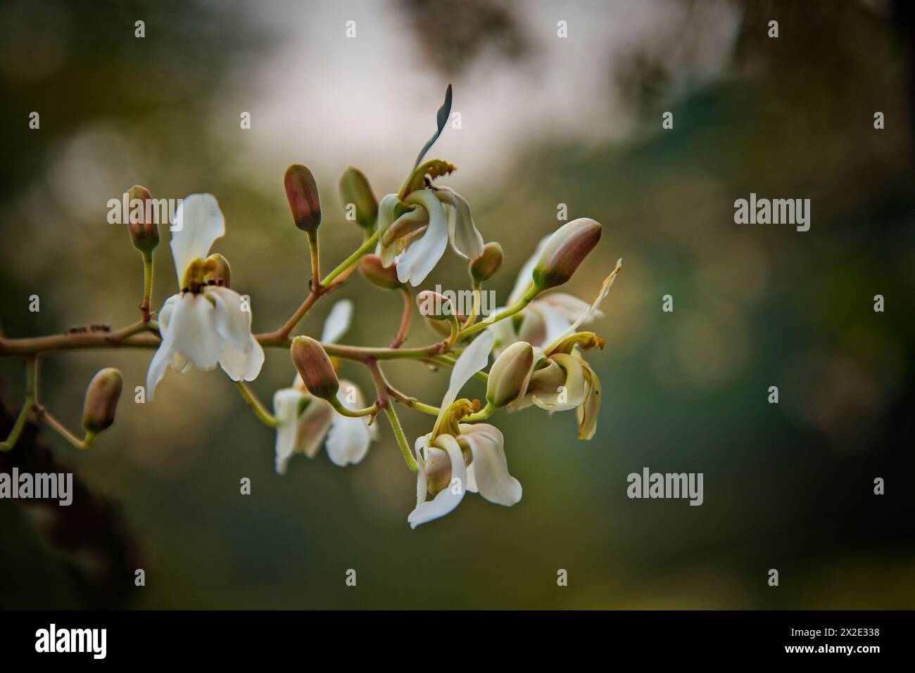 Moringa Oleifera Blossoms Stock Photo - Alamy