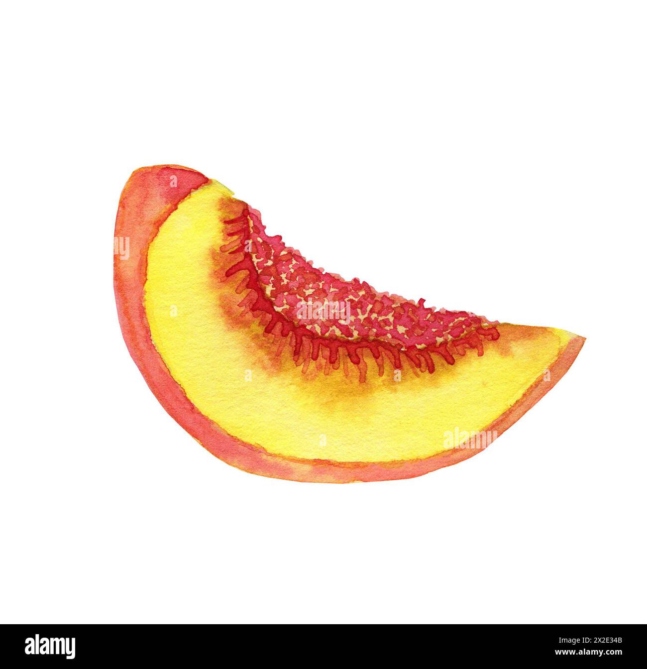 Peach slice watercolor illustration. Hand drawn realistic image of a ...