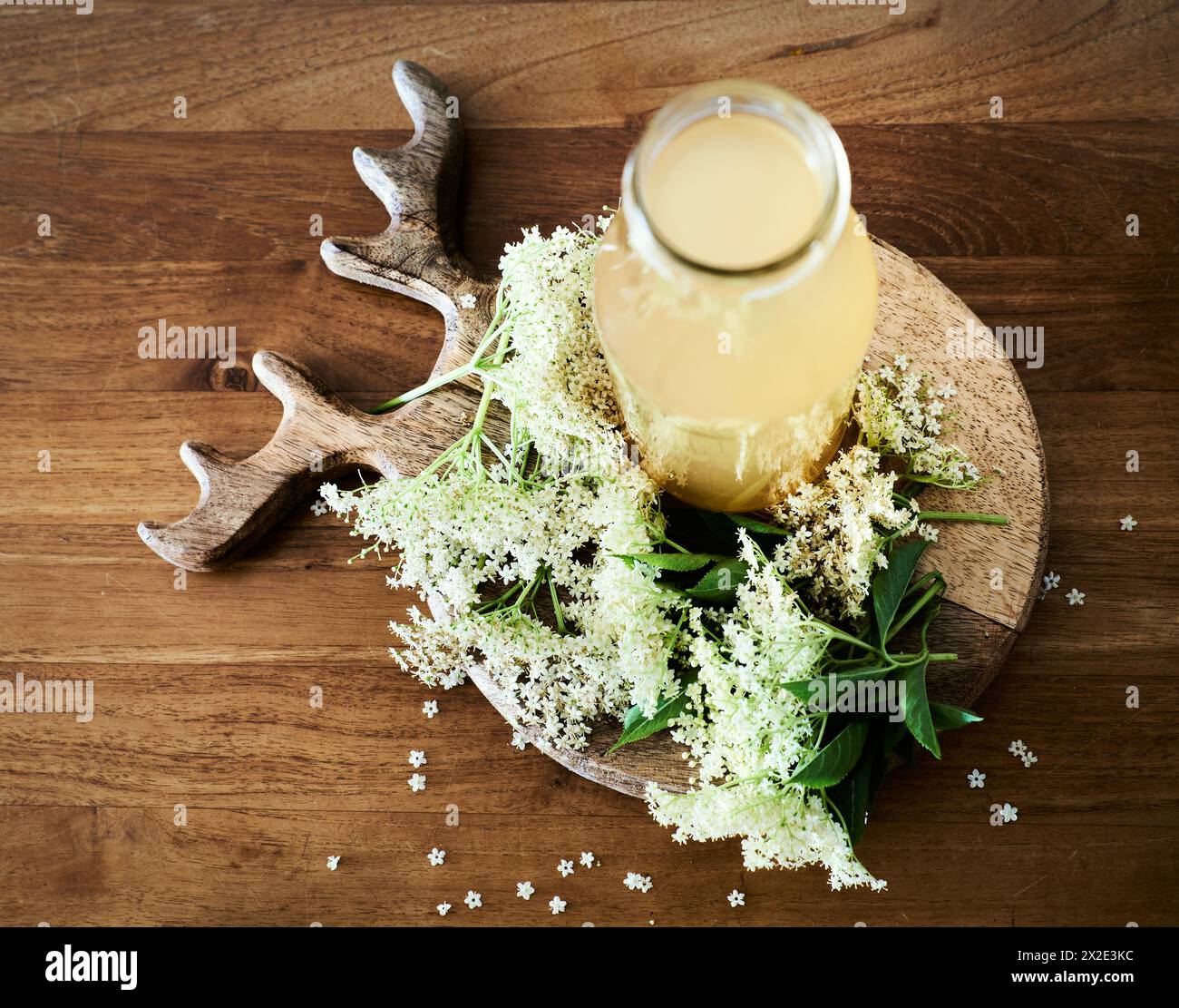 Bottle of elderflower cordial surrounded by white elderflowers or ...