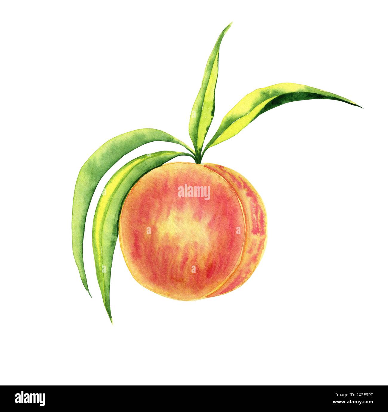 Peach with leaves watercolor illustration. Hand drawn realistic image ...