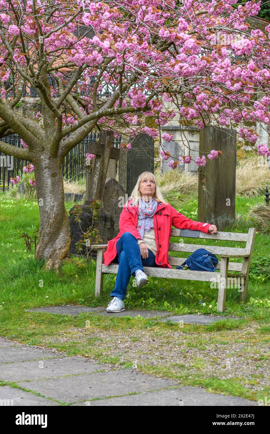 Woman sitting on a bench under pink blossom of flowering Cherry Tree ...