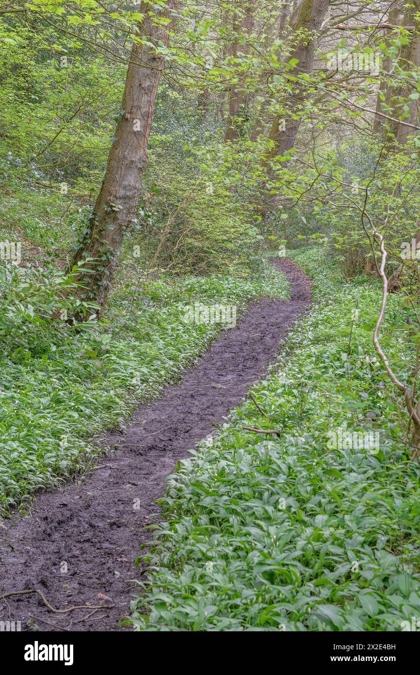 Footpath by trees hi-res stock photography and images - Alamy