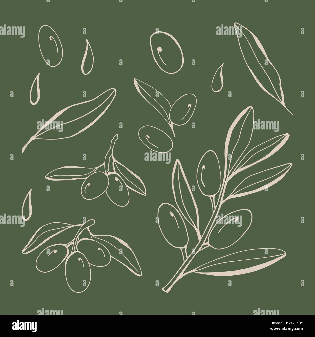 Olive line set. Vector branch, sketch fruits, foliage and flower ...