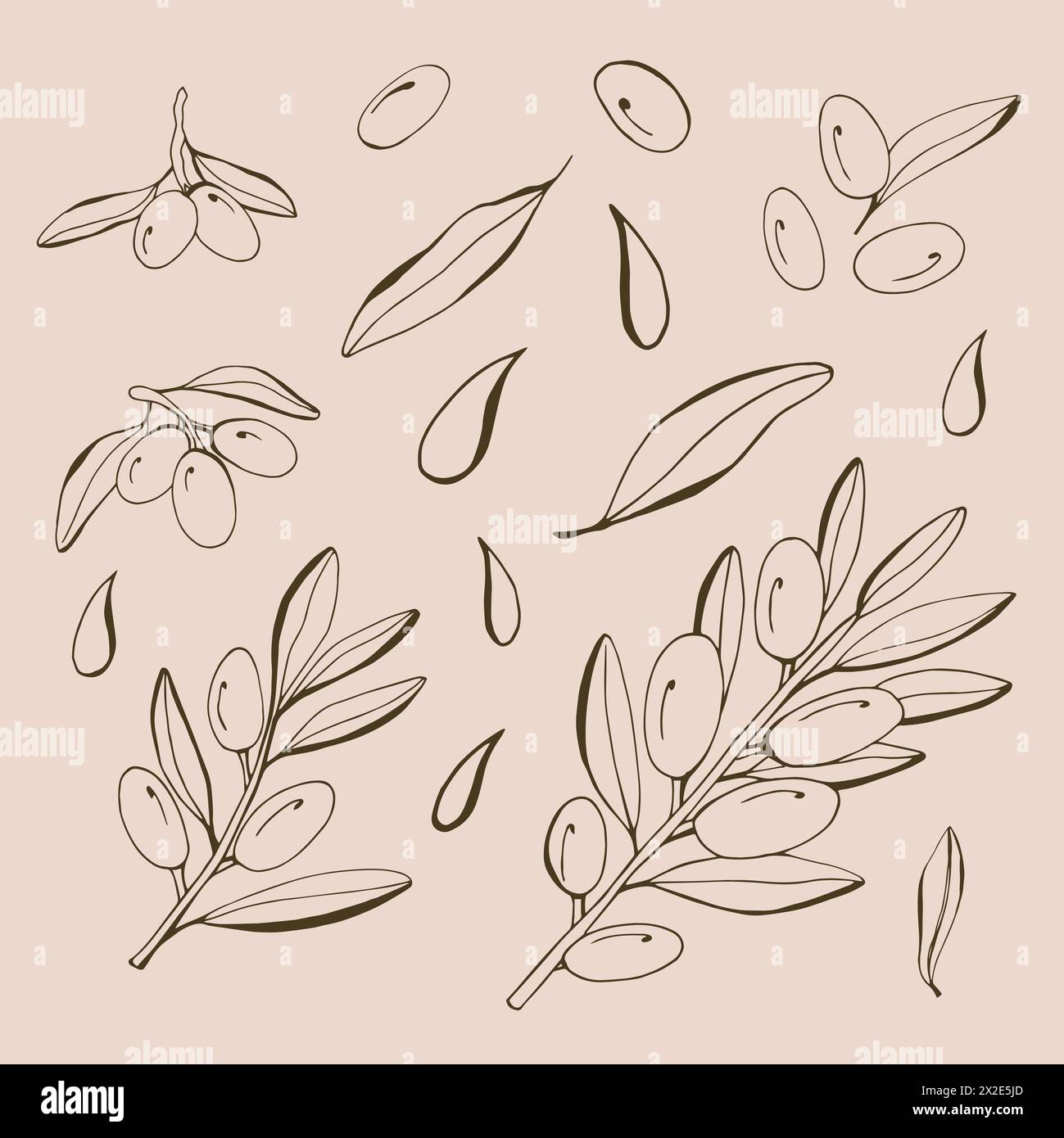 Olive line set. Vector branch, sketch fruits, foliage and flower ...