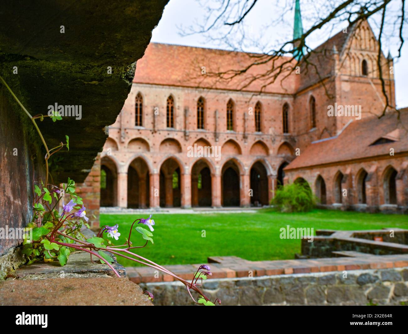 22 April 2024, Brandenburg, Chorin: Cymbalaria muralis grows in a tiny ...