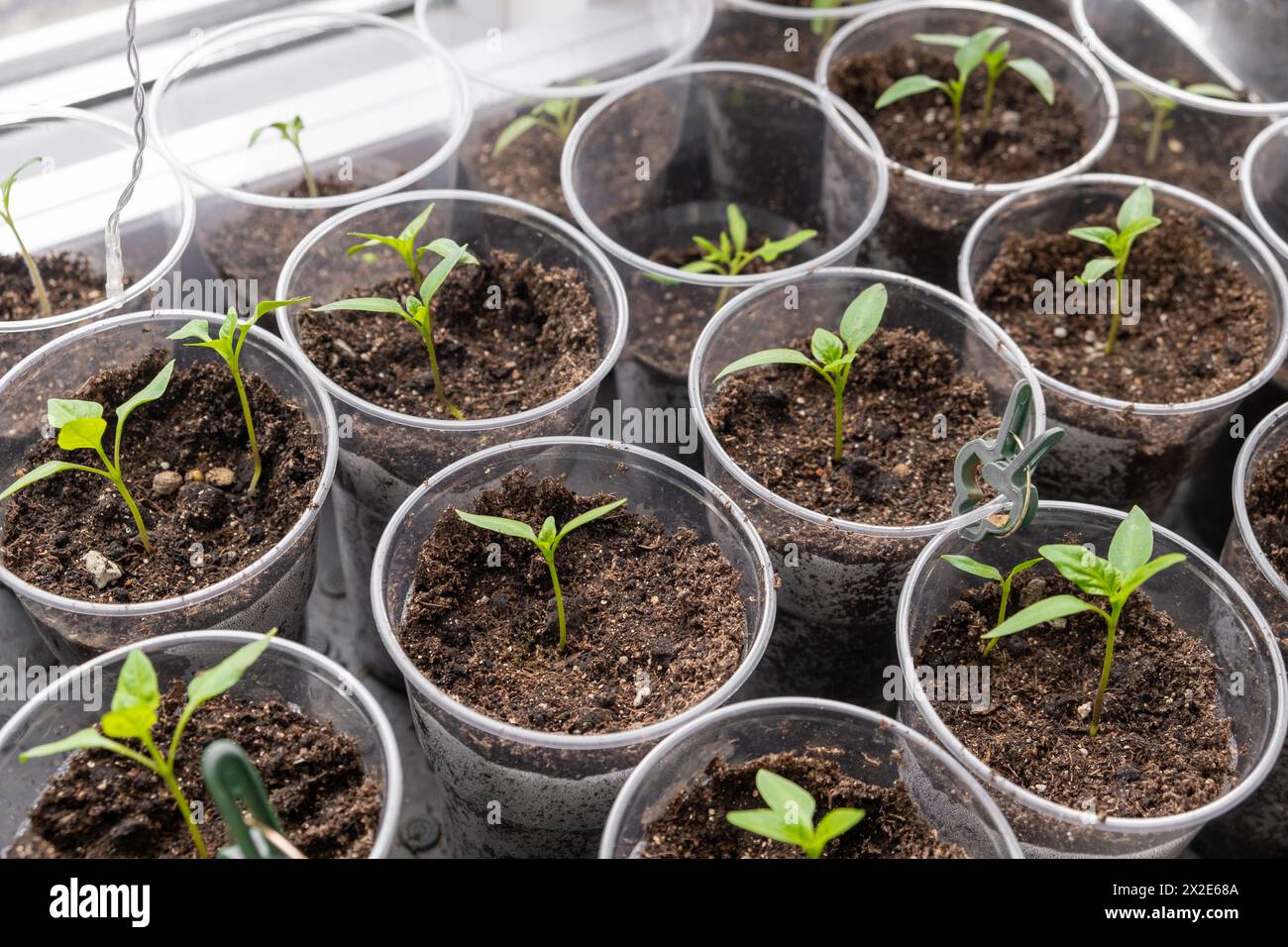 Young sprouts tomato, showcasing the growth of tomato seedlings Stock ...