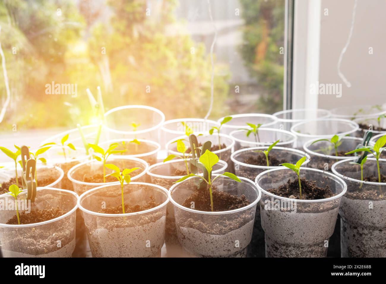 Young sprouts tomato, showcasing the growth of tomato seedlings Stock ...