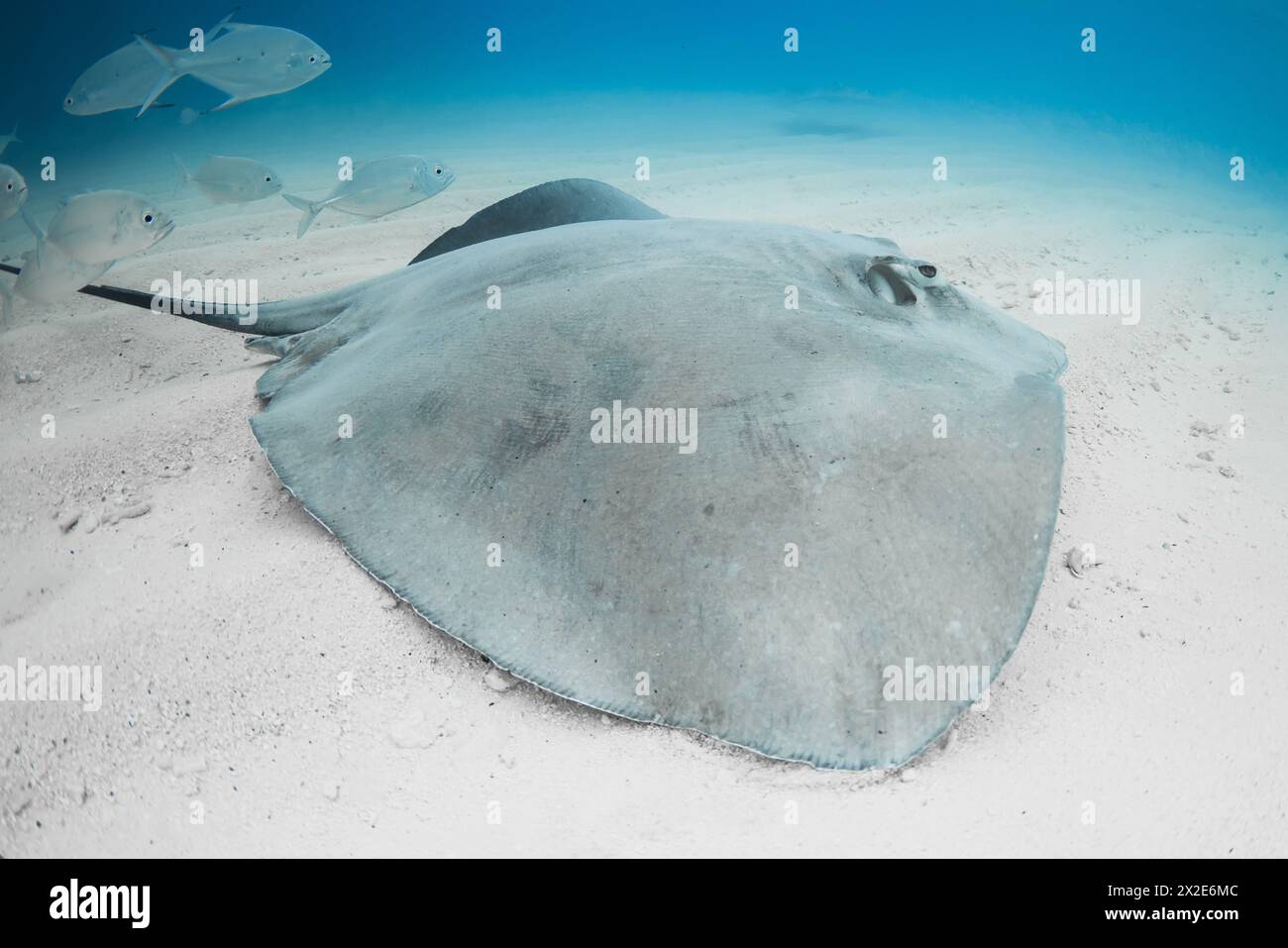 Stingray underwater on sandy sea bottom. Sting ray fish in tropical sea ...