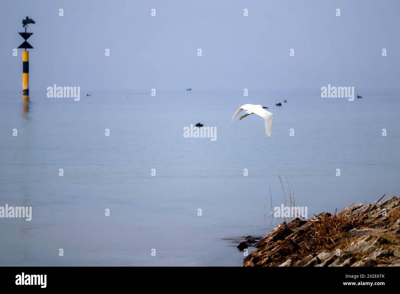 Egret crane taking flight hi-res stock photography and images - Alamy