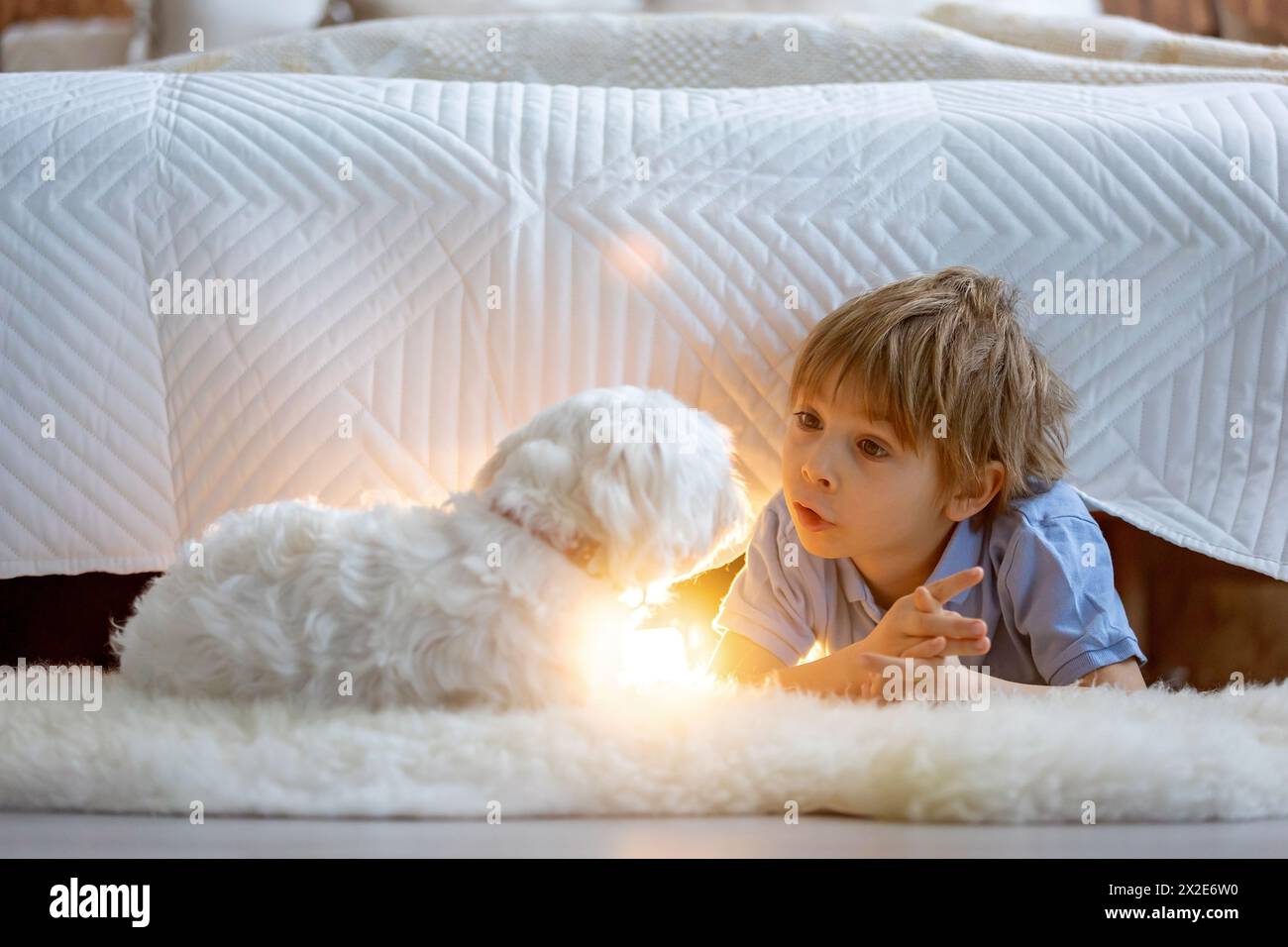 Little preschool child, hiding under the bed with his dog, holding ...