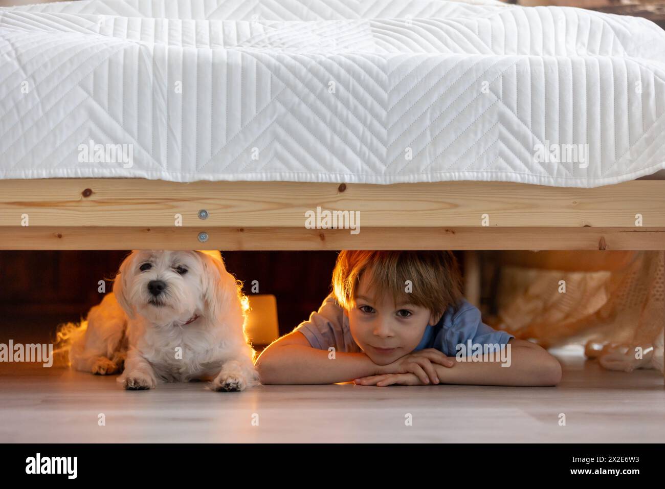 Little preschool child, hiding under the bed with his dog, holding ...
