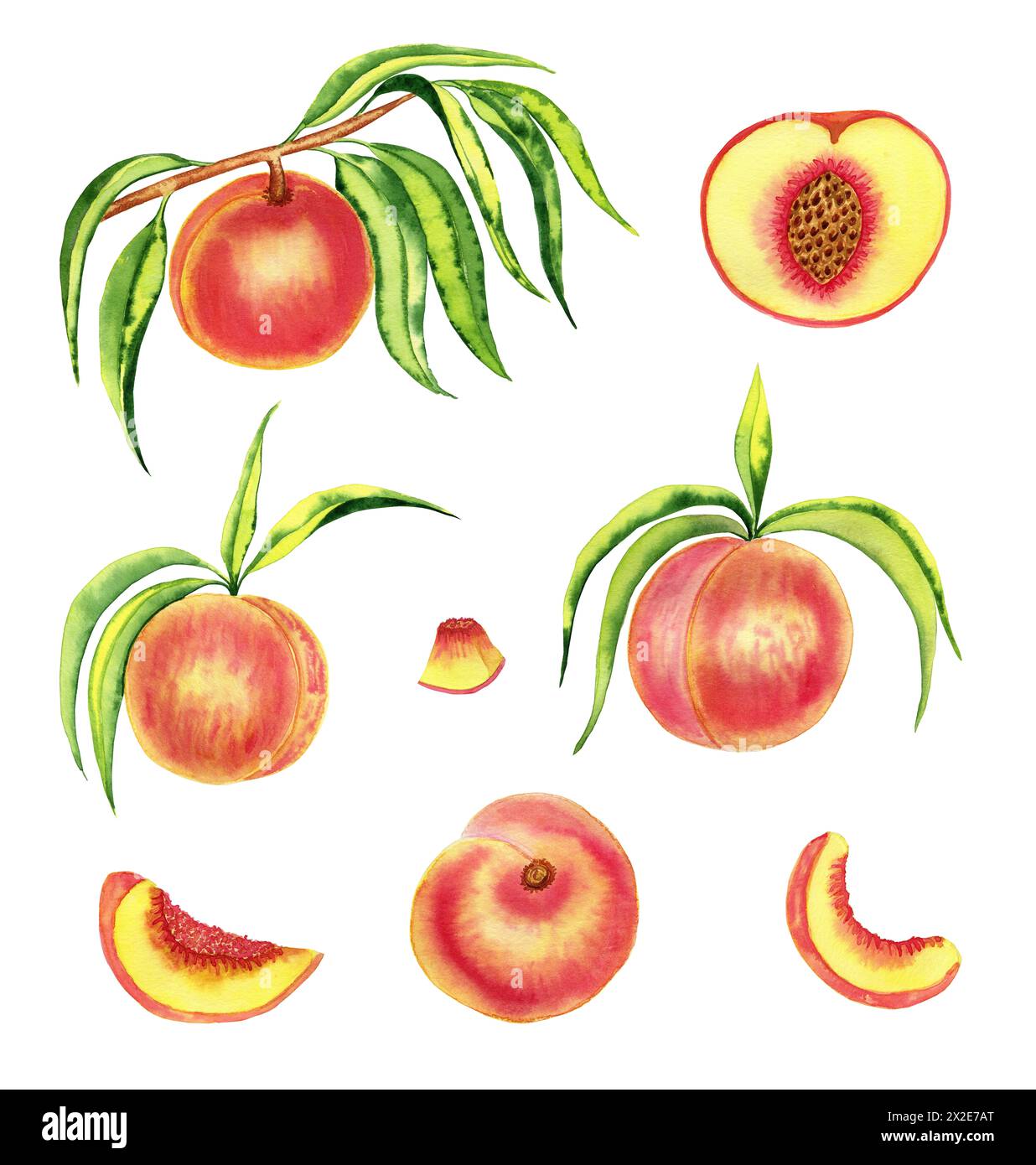 Botanical drawing peach Cut Out Stock Images & Pictures - Alamy