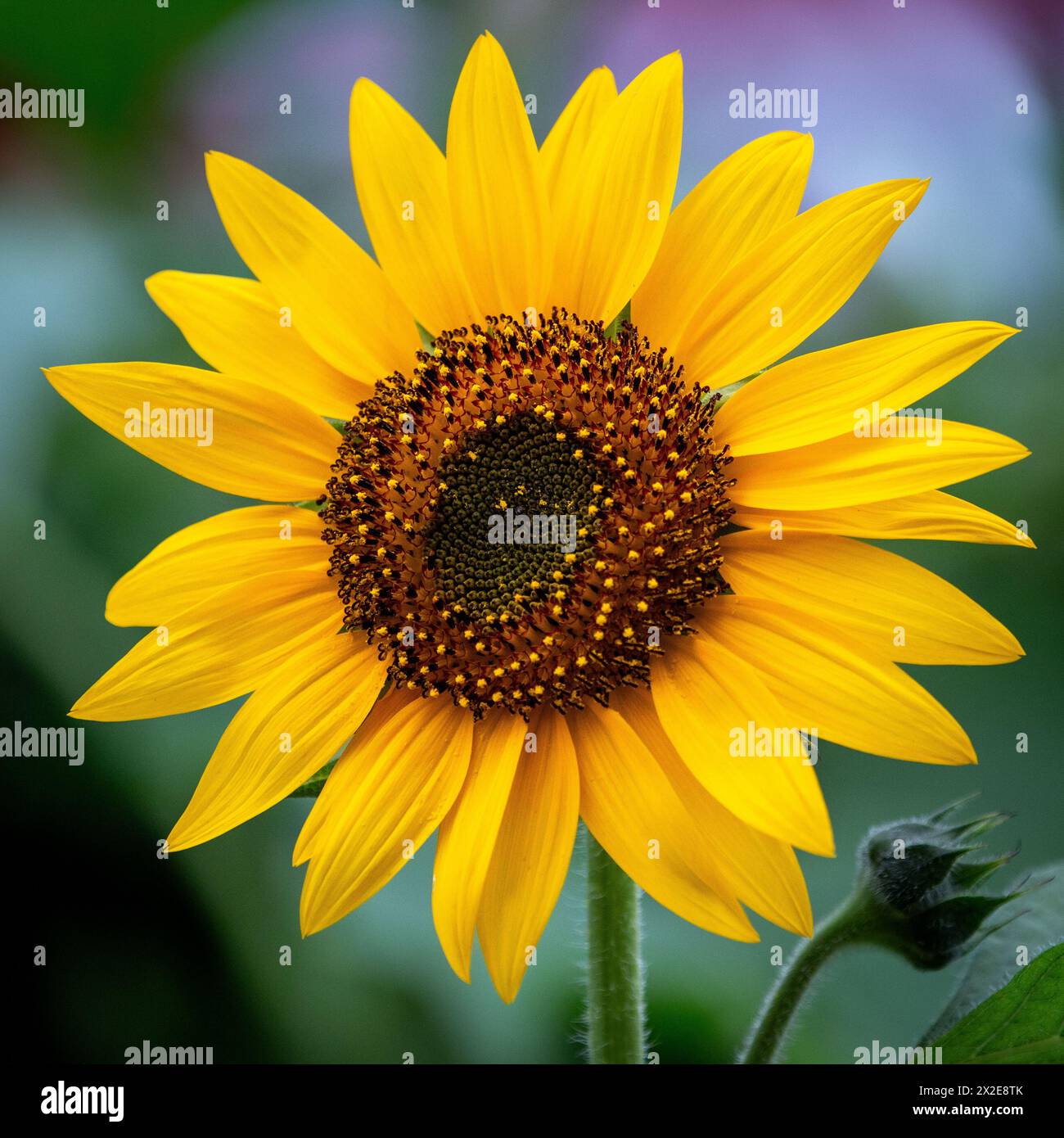 Sunflower outdoors hi-res stock photography and images - Alamy