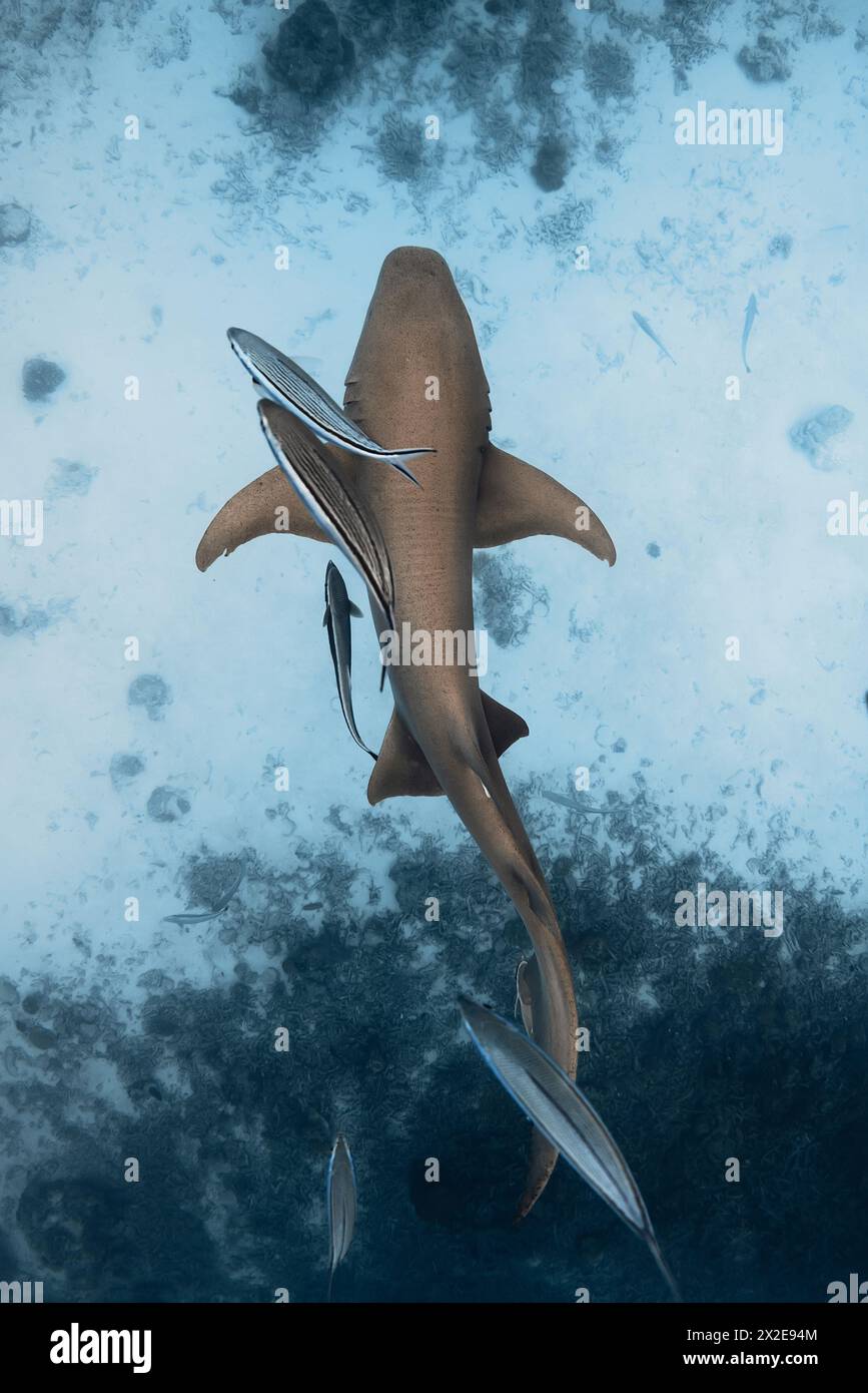 Nurse shark swimming underwater in blue ocean. Top down view Stock ...