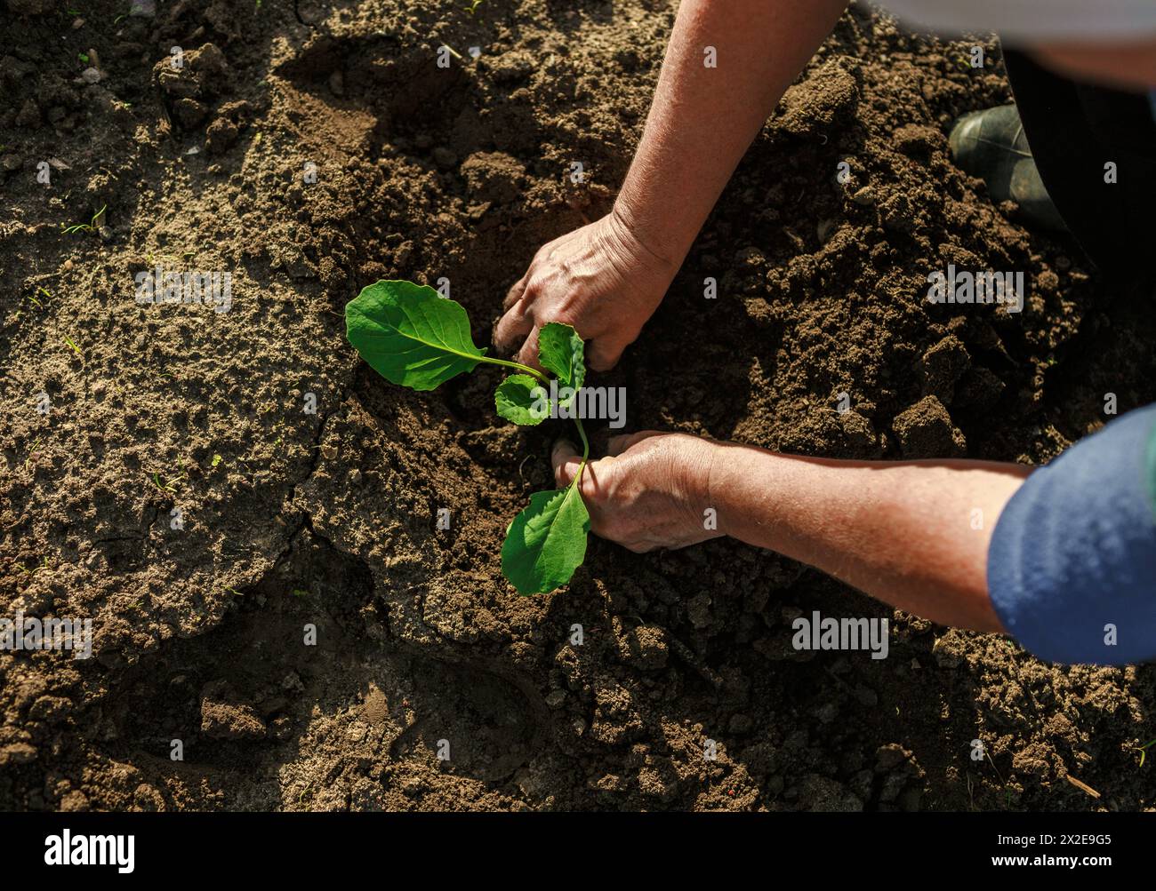 Female hands seedlings in hi-res stock photography and images - Alamy