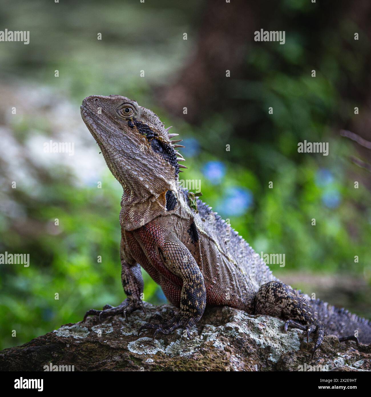 Australian water dragon in hi-res stock photography and images - Alamy