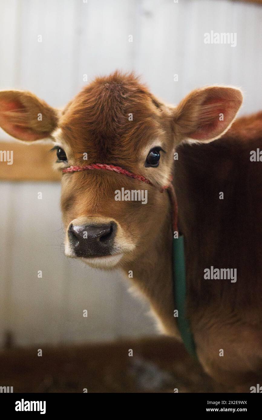 Wisconsin farm life hi-res stock photography and images - Alamy