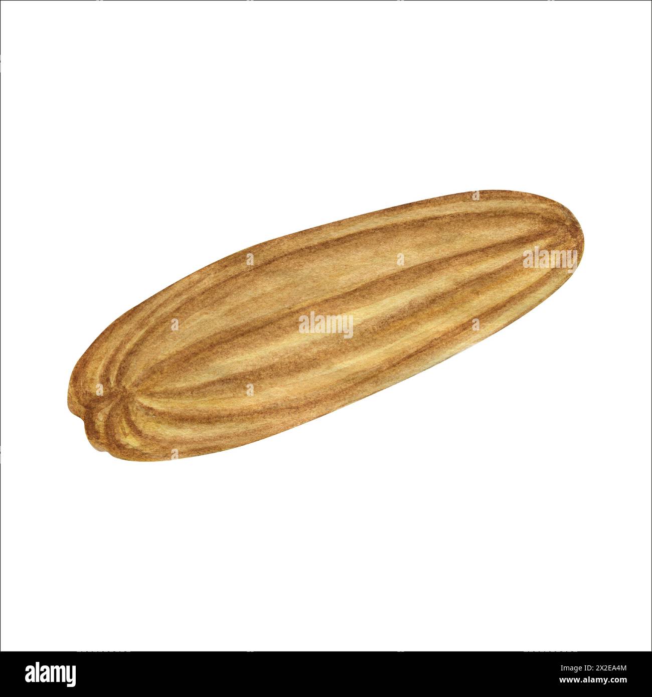 Hand drawn watercolor eclair. Classic. Isolated on white background ...