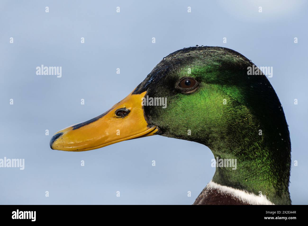 Portrait male mallard duck hi-res stock photography and images - Alamy