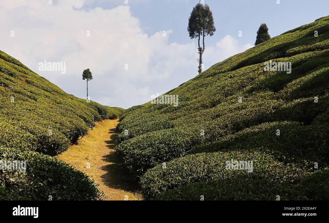 beautiful lush green tea garden of darjeeling, famous gopaldhara tea ...