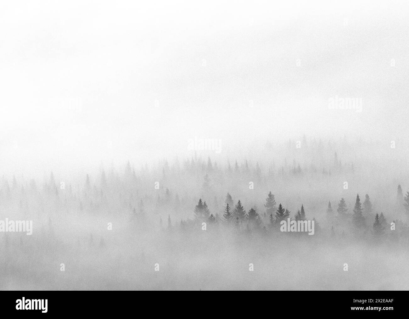 Pine tree in mist Black and White Stock Photos & Images - Alamy
