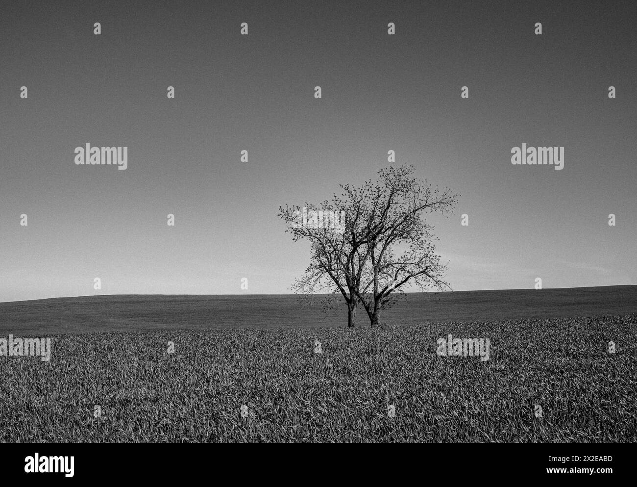 Lone trees in middle of a field in American midwest, black and white ...