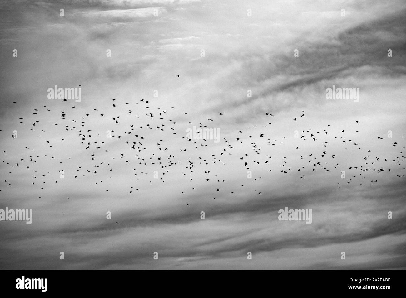 Flying behind Black and White Stock Photos & Images - Alamy