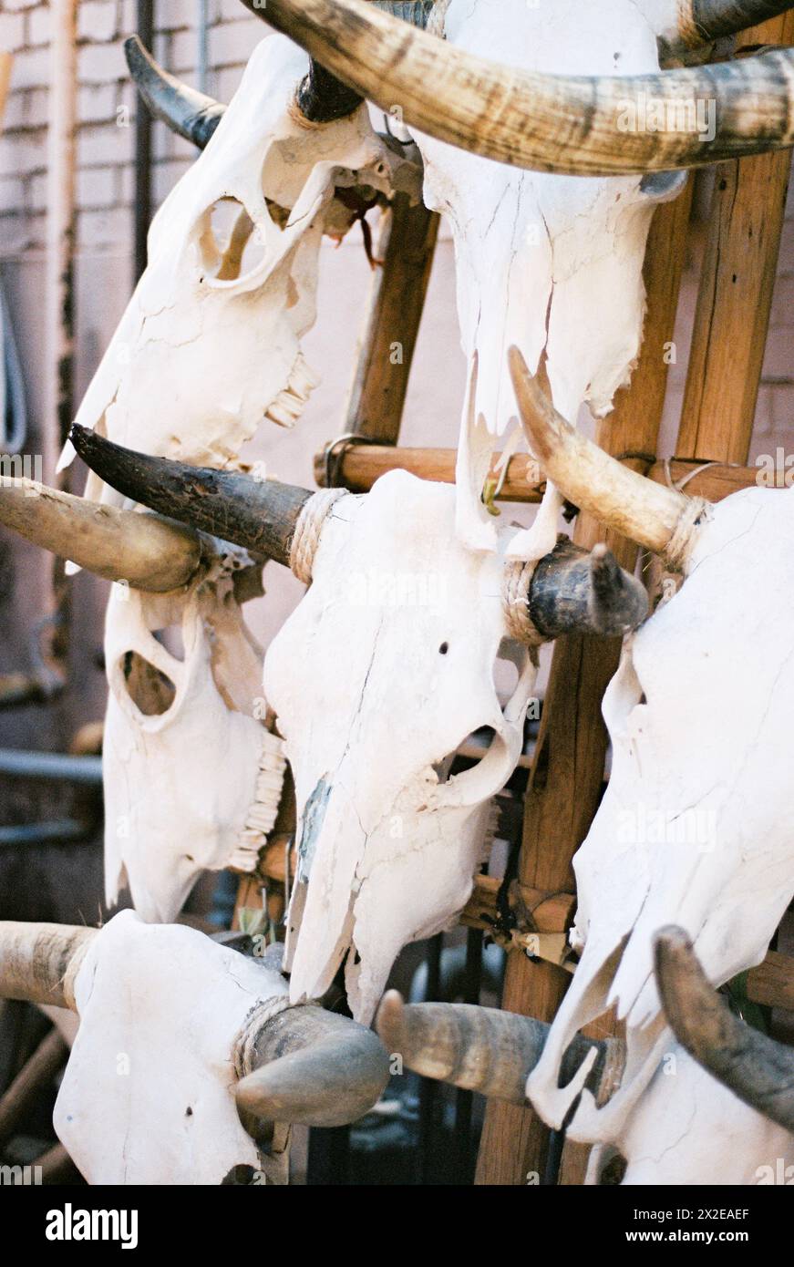 Bull Skulls in New Mexico Stock Photo - Alamy