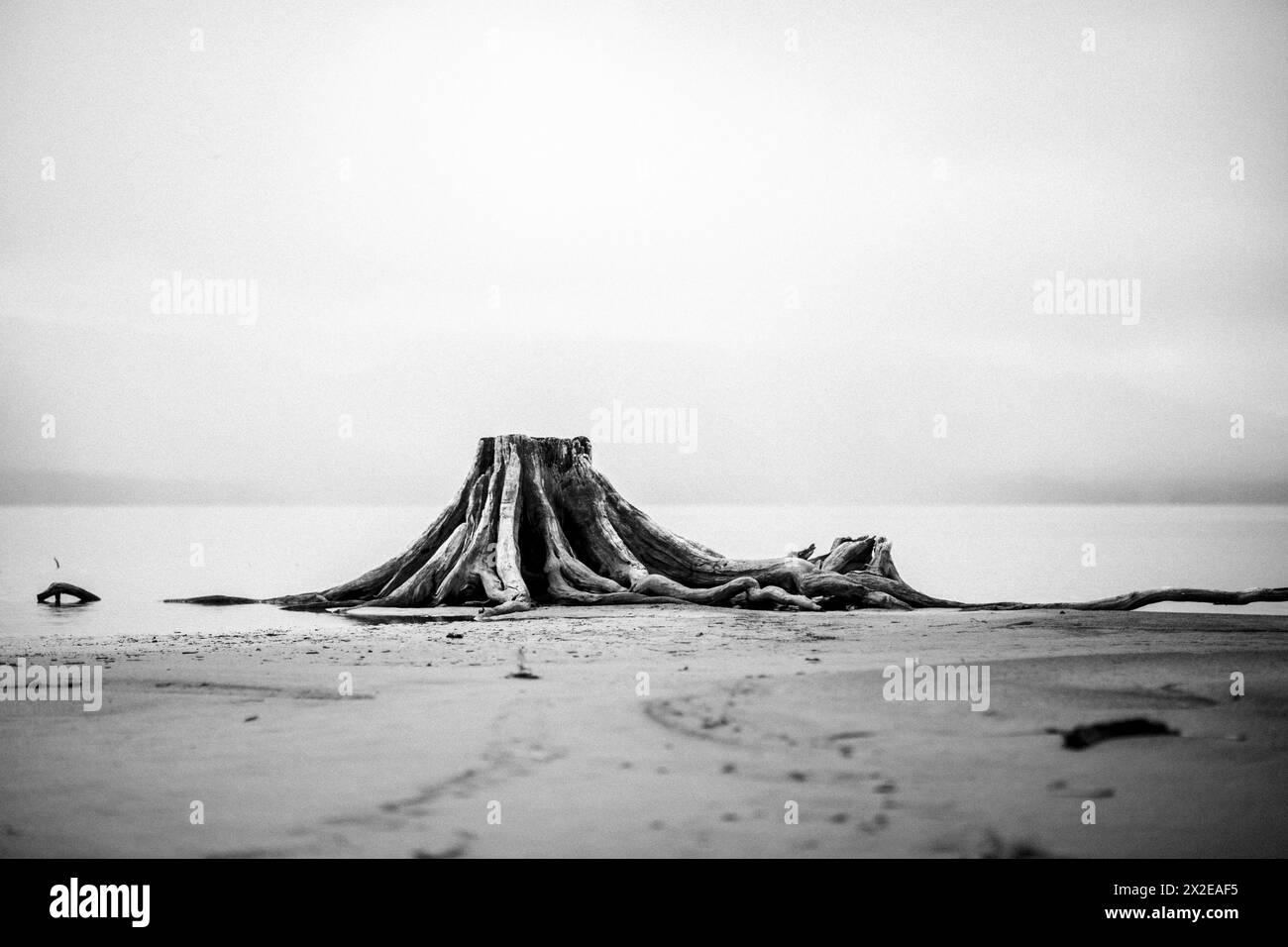 remains of old tree stump and roots on beach in heavy fog Stock Photo - Alamy