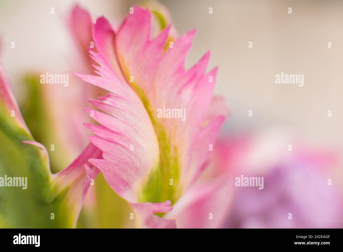 Soft edge bloom hi-res stock photography and images - Alamy
