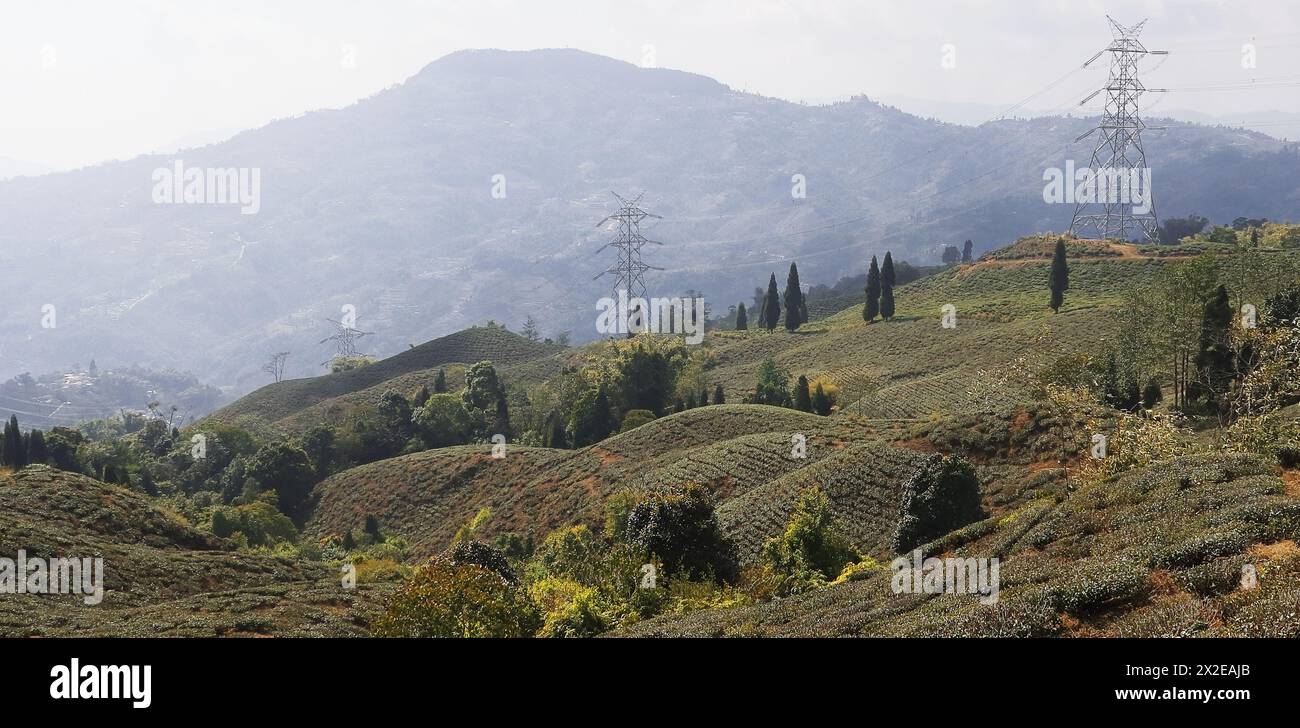 beautiful lush green tea garden of darjeeling, famous gopaldhara tea ...