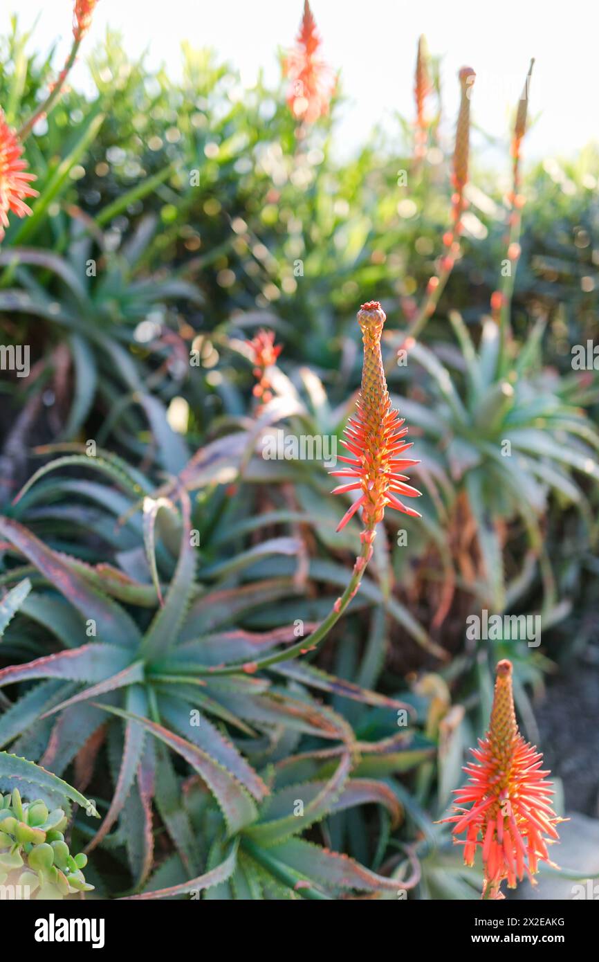 Succulents with vibrant red blooms in sunlight Stock Photo - Alamy