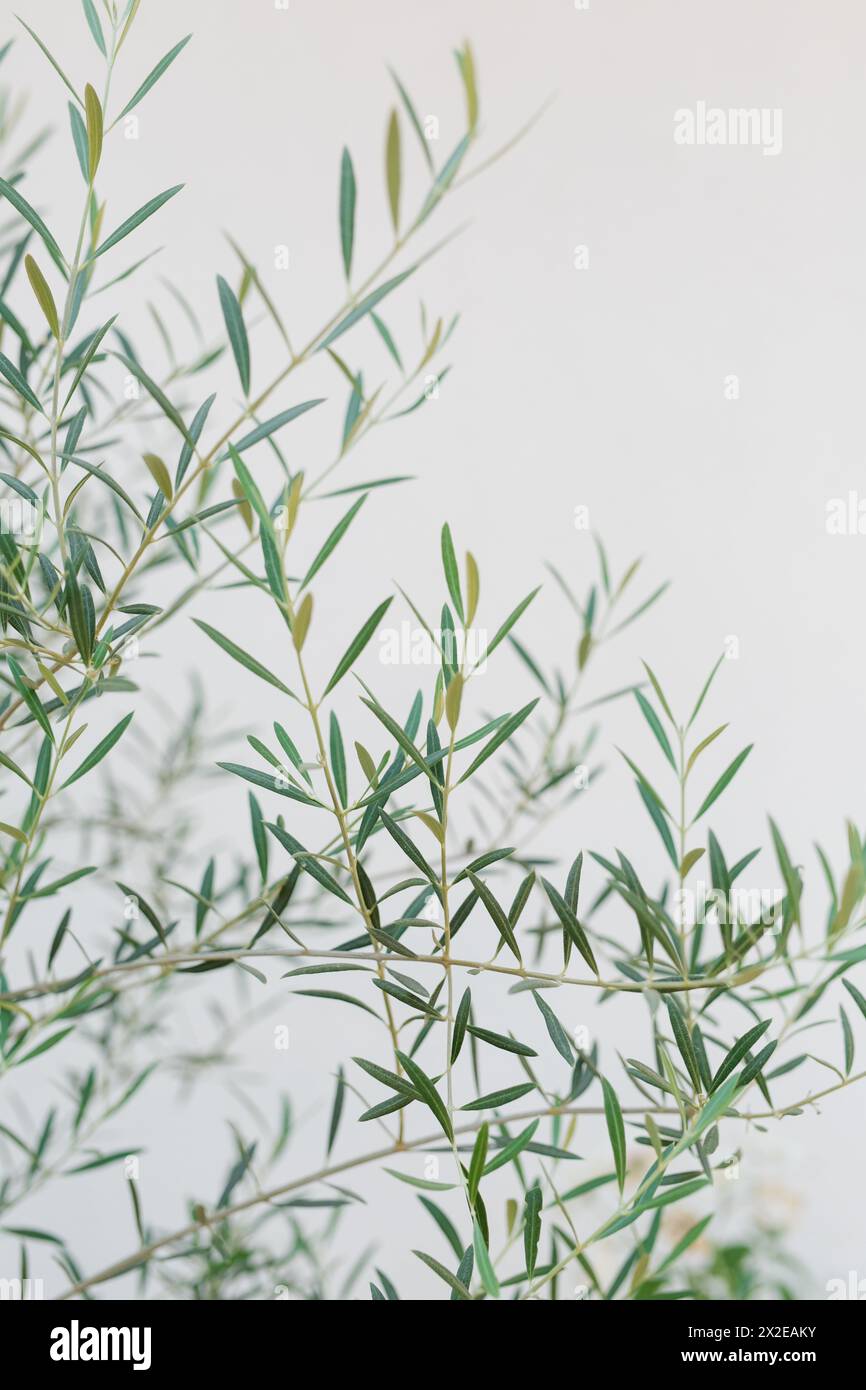 Olive tree organic farm branches hi-res stock photography and images ...