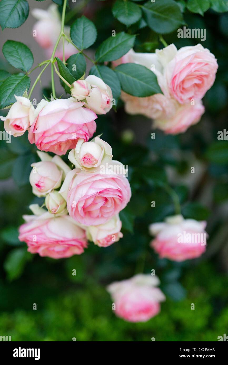 Hanging roses hi-res stock photography and images - Alamy
